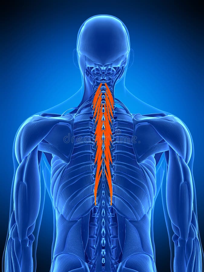 Thoracic Stock Illustrations – 6,559 Thoracic Stock Illustrations ...