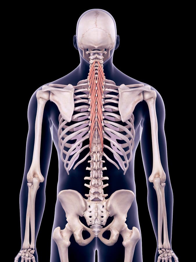 The semispinalis thoracic stock illustration. Illustration of anatomy ...
