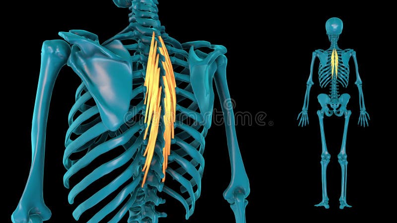 Semispinalis Thoracis - Real Color - 3D Model Stock Footage - Video of ...