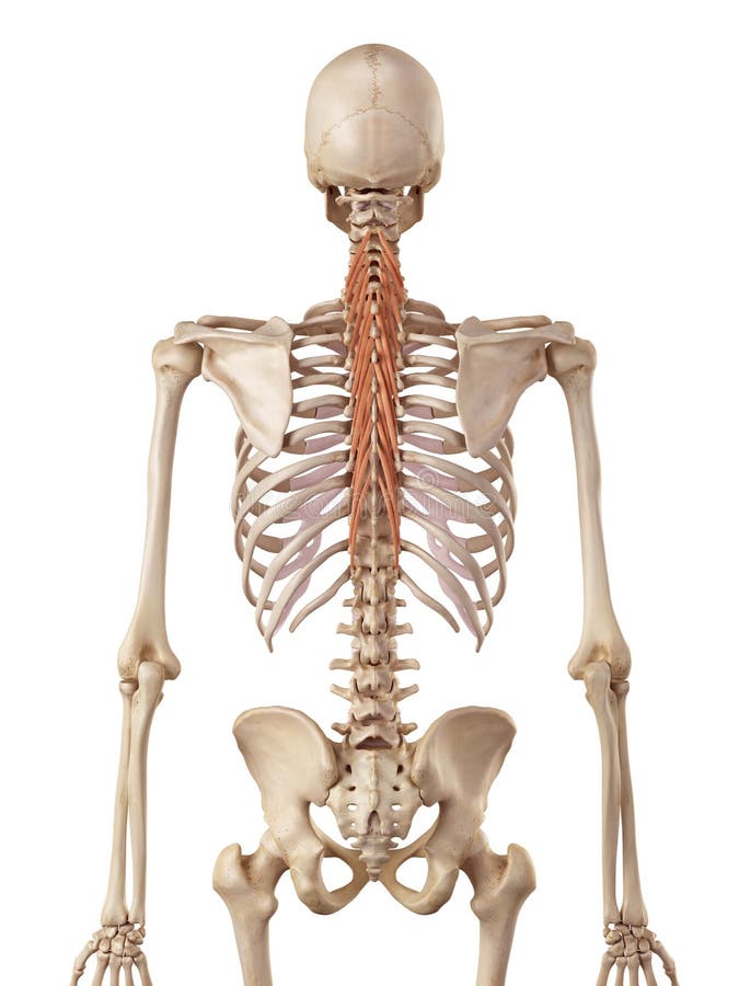 Transversospinalis Rotatores