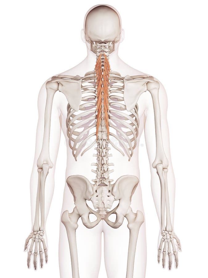 The semispinalis thoracis stock illustration. Illustration of biology ...