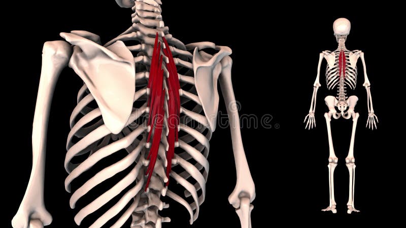 Semispinalis Thoracis - Real Color - 3D Model Stock Footage - Video of ...