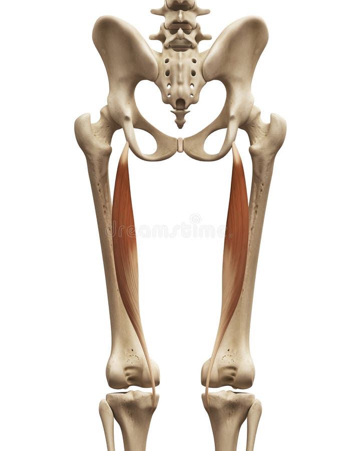 The semitendinosus stock illustration. Illustration of detail - 45575849