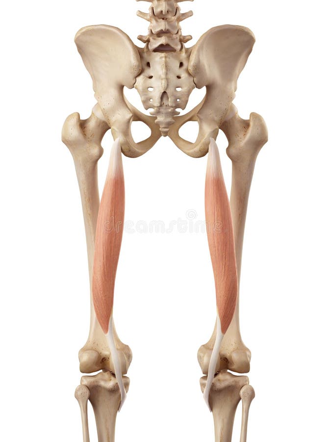 The semitendinosus stock illustration. Illustration of anatomy - 56286923