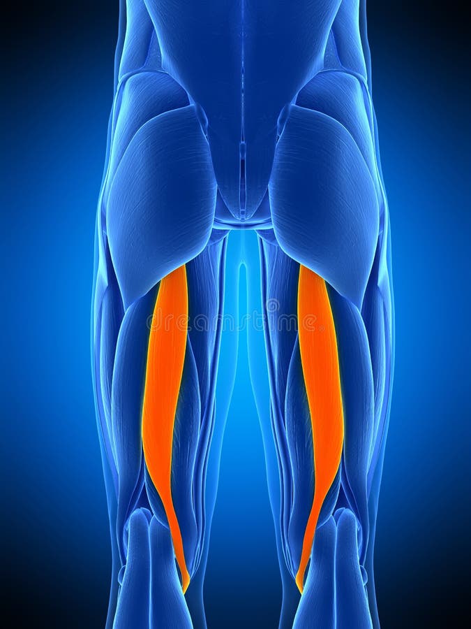 Human Semitendinosus Muscles on Skeleton Stock Illustration ...