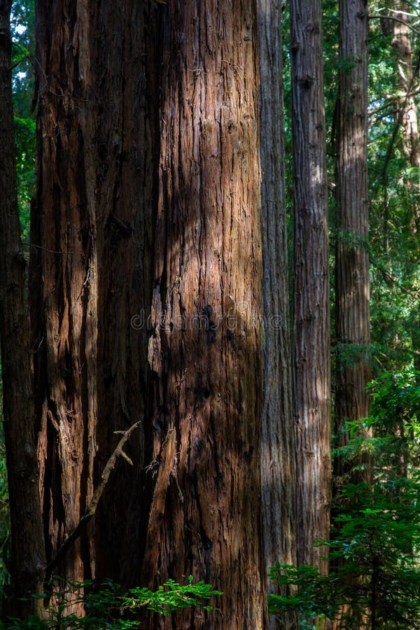 Sempervirens De La Secoya De La Secoya De California Foto de archivo ...