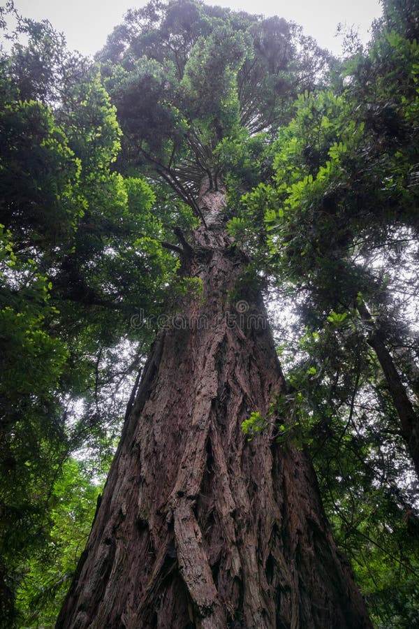 Sempervirens Grandes De La Secoya Del árbol De La Secoya Foto de ...