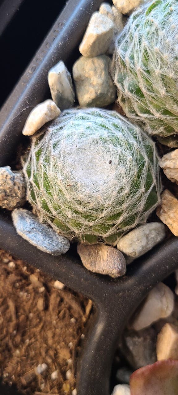 Sempervivum Arachnoideum Cobweb Stock Photo - Image of soil, plant ...