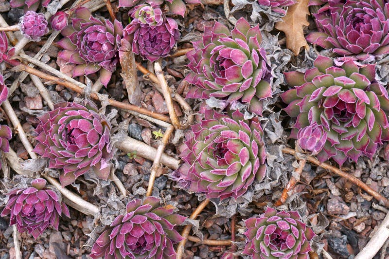 Sempervivum Ruthenicum Stock Photos - Free & Royalty-Free Stock Photos ...