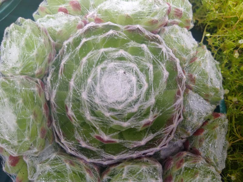 Sempervivum `Spider`s Web` stock photo. Image of leaf - 195422156