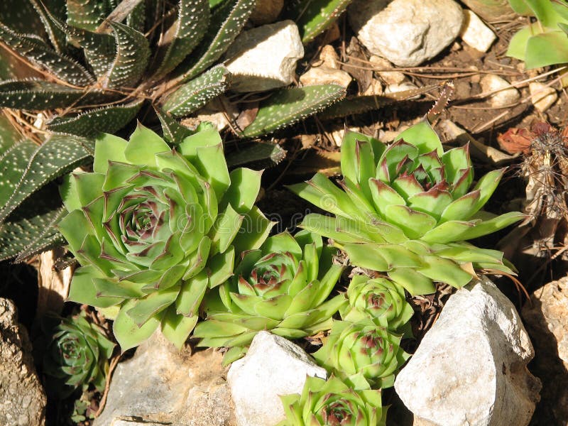 Sempervivum tectorum stock photo. Image of houseleek - 25477404