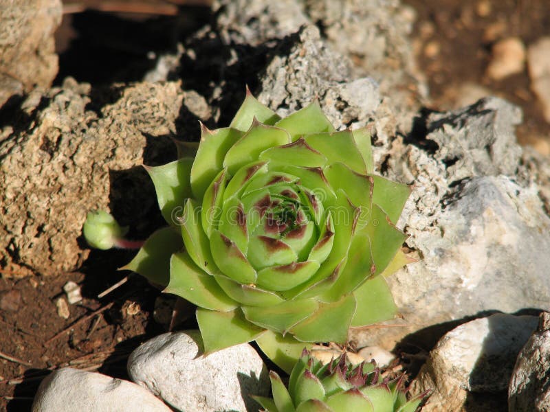 Sempervivum tectorum herb stock photo. Image of cacti - 87592758