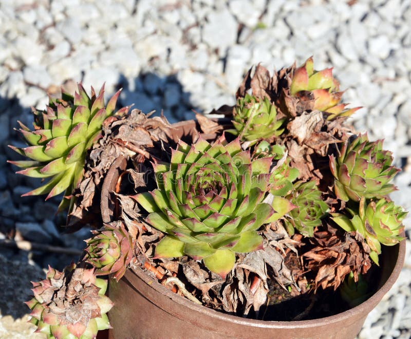 Sempervivum tectorum stock image. Image of formal, angle - 48249397