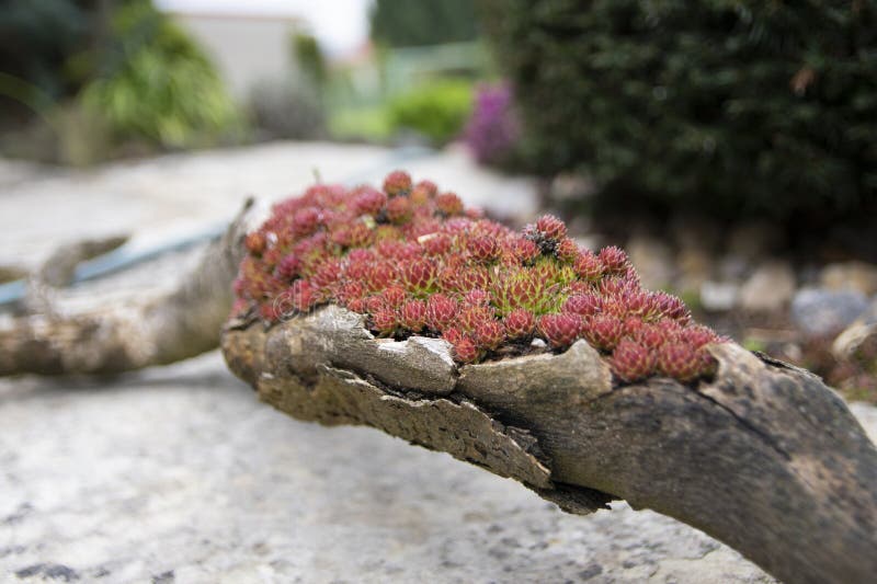 Sempervivum Tectorum, the Common Houseleek Stock Photo - Image of green ...
