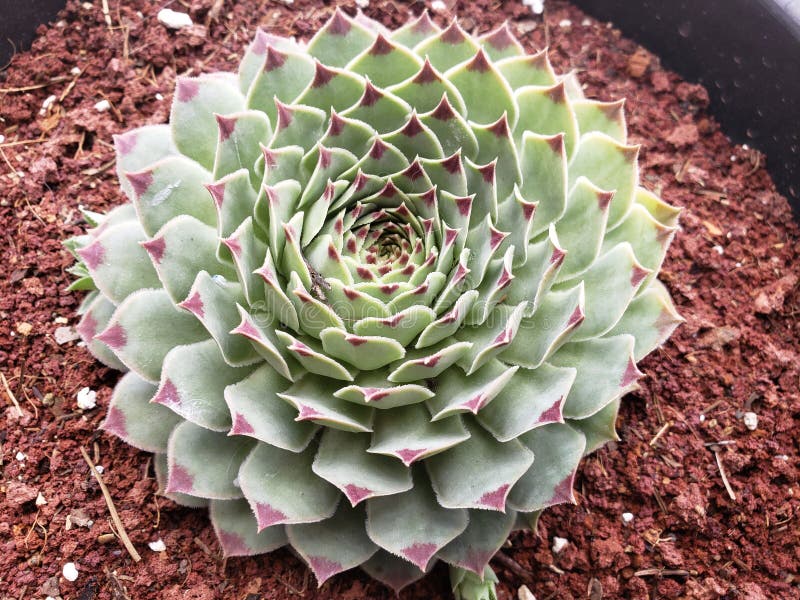 Sempervivum tectorum stock image. Image of wildflower - 187172241