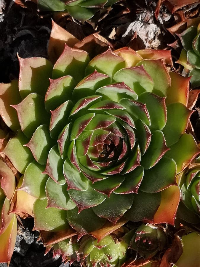 Sempervivum Tectorum Green Plant Stock Image - Image of plant, summer ...