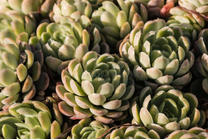 Sempervivum Tectorum Plants Stock Photo - Image of cluster, closeup ...