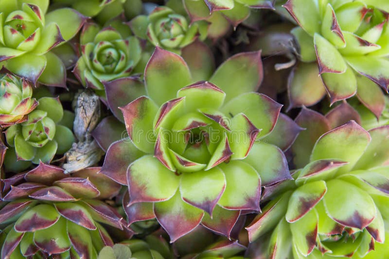 Sempervivum Tectorum Succulent Plant Stock Photo - Image of tectorum ...