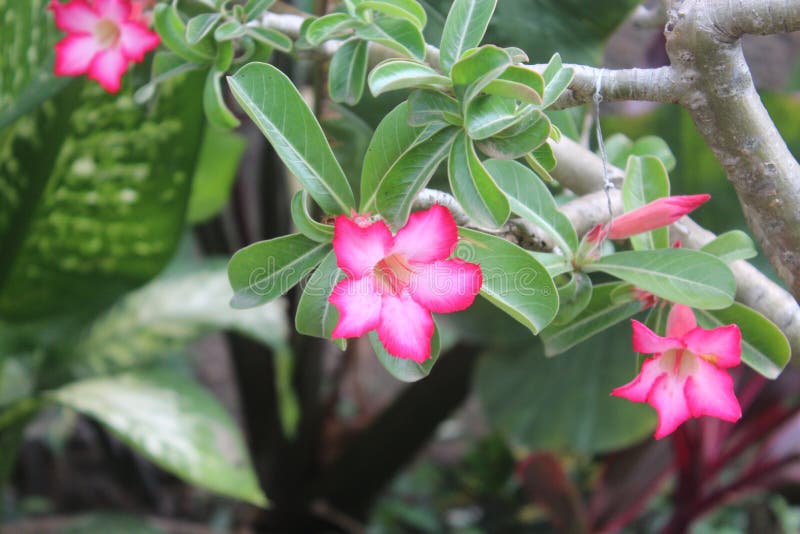 Semut bunga stock image. Image of branch, wildflower - 249307191