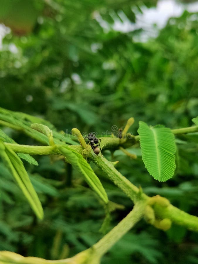 Semut stock image. Image of beauty, macro, semut, boutique - 166854883