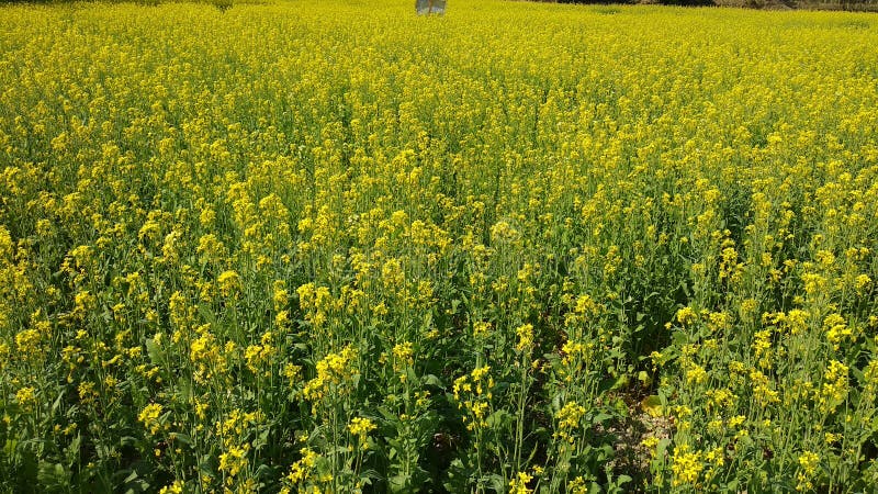 Senape immagine stock. Immagine di giardino, impressionante - 137833891