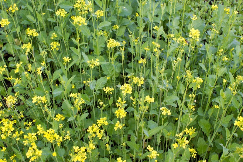 Senape immagine stock. Immagine di giallo, nessuno, colore - 61648337