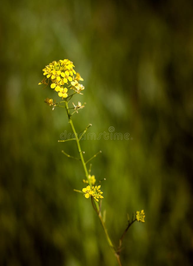 La Senape Selvaggia Fiorisce La Fioritura Lungo Un'estate Di Recintare ...