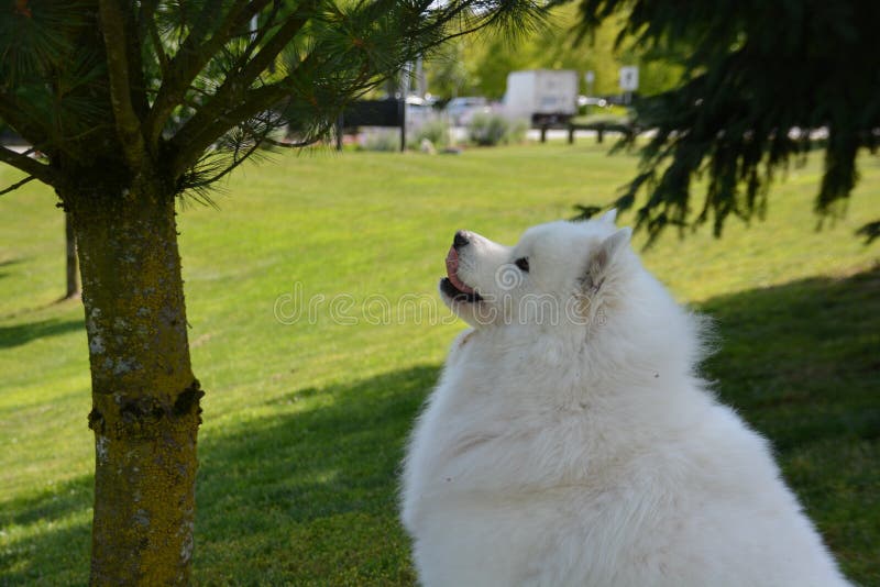 Senba is in the park stock image. Image of beach, hurdle - 191653075