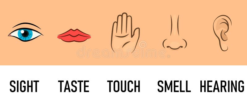 5 Sences Icon. Clipart Image Stock Illustration - Illustration of touch ...