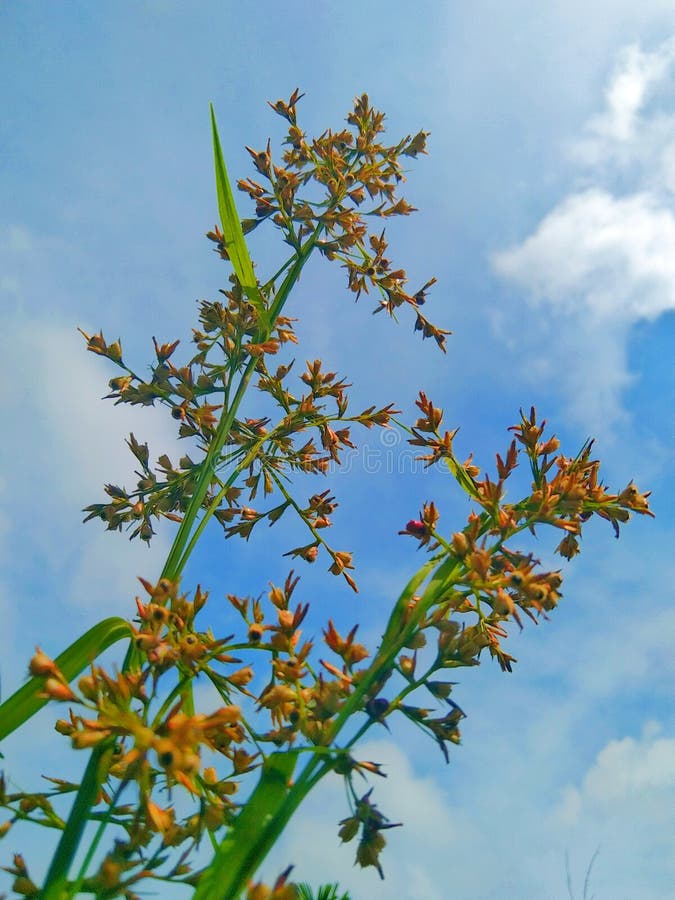 Sendayan Grass Flowers that Often Grow on the Edge of the River Stock ...