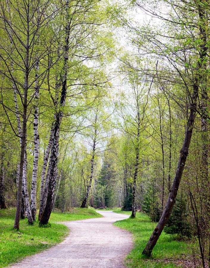 Sendero foto de archivo. Imagen de verano, bosque, sombra - 31205412