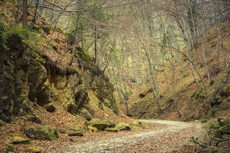 Sendero en el bosque foto de archivo. Imagen de ramificaciones - 39236118