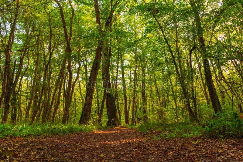 Sendero En El Bosque Verde Y Denso Imagen de archivo - Imagen de parque ...