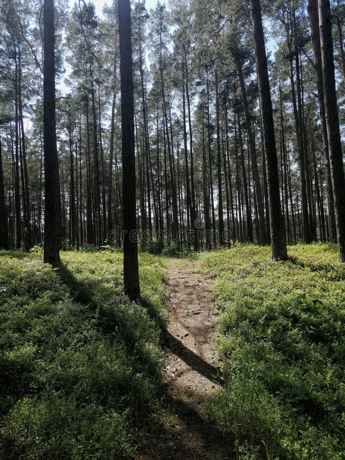 Sendero En La Madera Del Bosque Imagen de archivo - Imagen de bosque ...