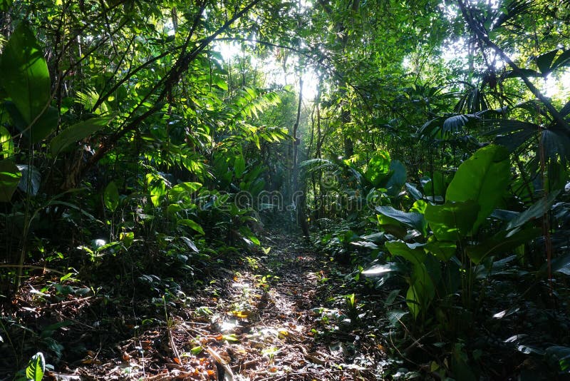 Selva en Costa Rica imagen de archivo. Imagen de canal - 110257443