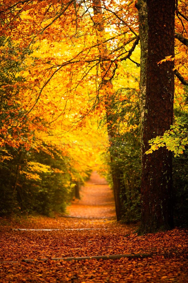 Forest Track with Vivid Colors of the Forest in Autumn Stock Image ...