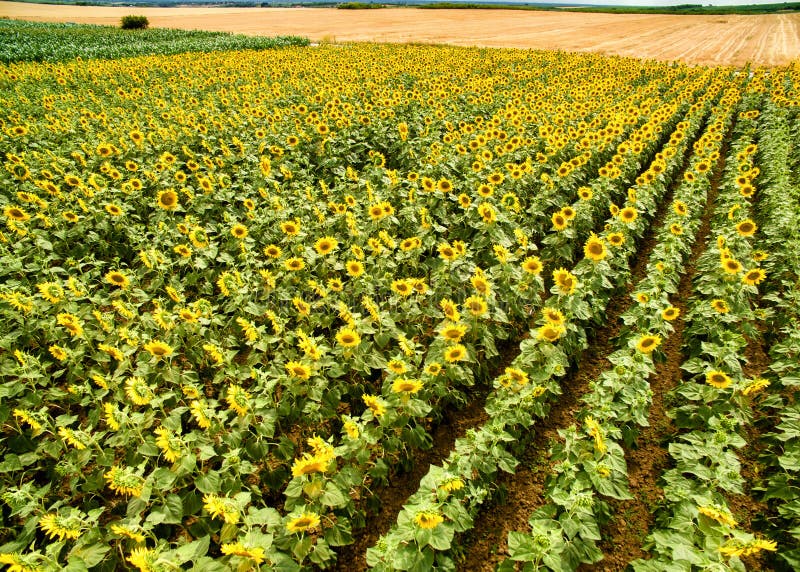 Sending - Off the Sun, until the Morning Stock Photo - Image of morning ...