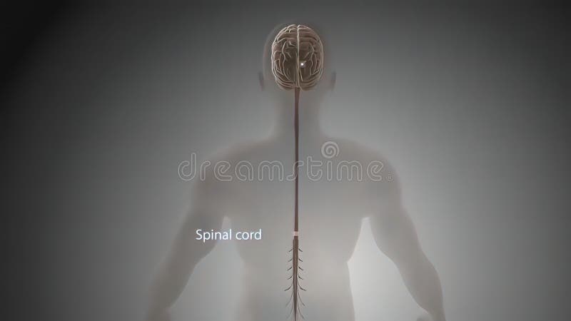 Sending Signals from Nerve Endings To the Brain Stock Illustration ...