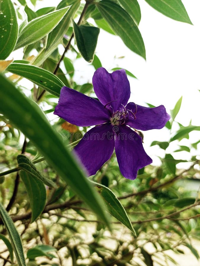 Senduduk Tree, Purple Flower Forest in Johor, Malaysia Stock Image ...