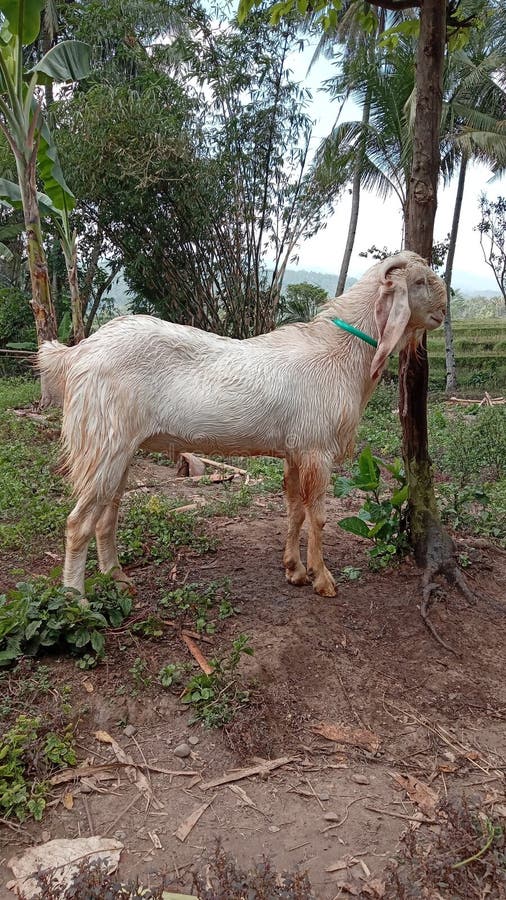 Senduro stud goat stock photo. Image of bovine, indonesia - 323851868