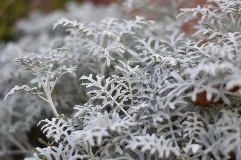 Senecio Cineraria - Jacobaea Maritima Stock Photo - Image of tree ...