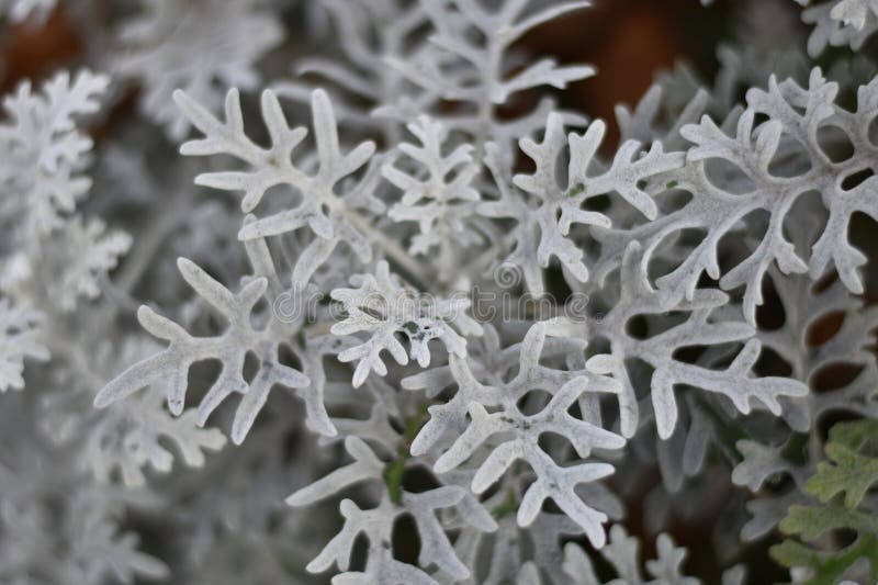 Senecio Cineraria - Jacobaea Maritima Stock Image - Image of groundsel ...