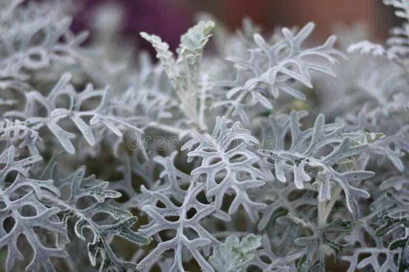 Senecio Cineraria - Jacobaea Maritima Stock Image - Image of ...