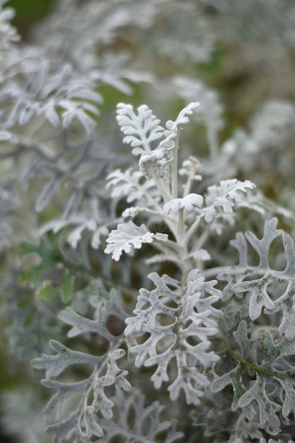 Senecio Cineraria Jacobaea Maritima Foto de Stock - Imagem de jardinar ...