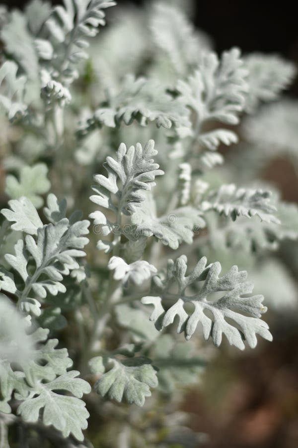 Senecio Cineraria Jacobaea Maritima Photo stock - Image du blanc ...