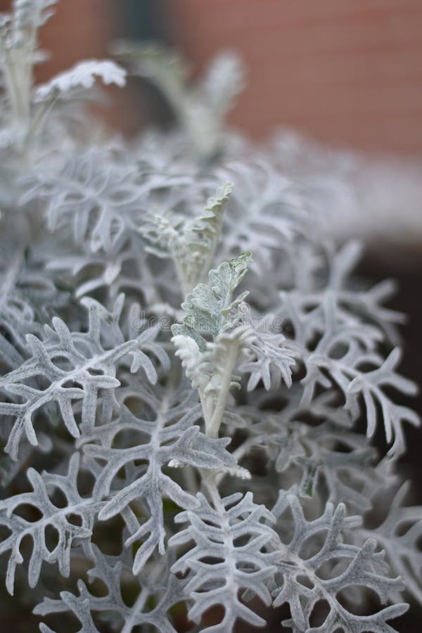 Senecio Cineraria Jacobaea Maritima Photo stock - Image du jardin ...