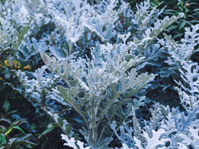 Senecio Cineraria in the Park Stock Image - Image of senecio, grey ...