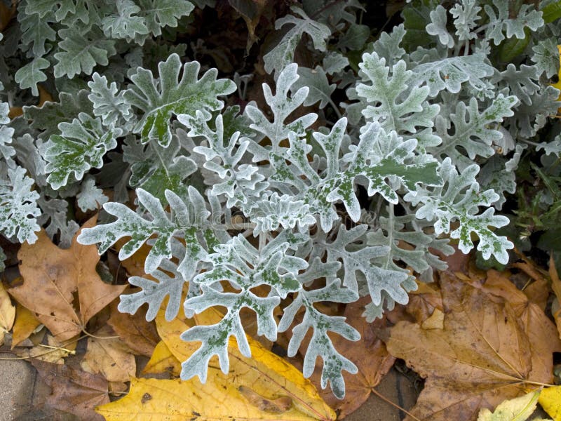 Senecio Cineraria `Silver Dust` Shrub Stock Image - Image of carpet ...