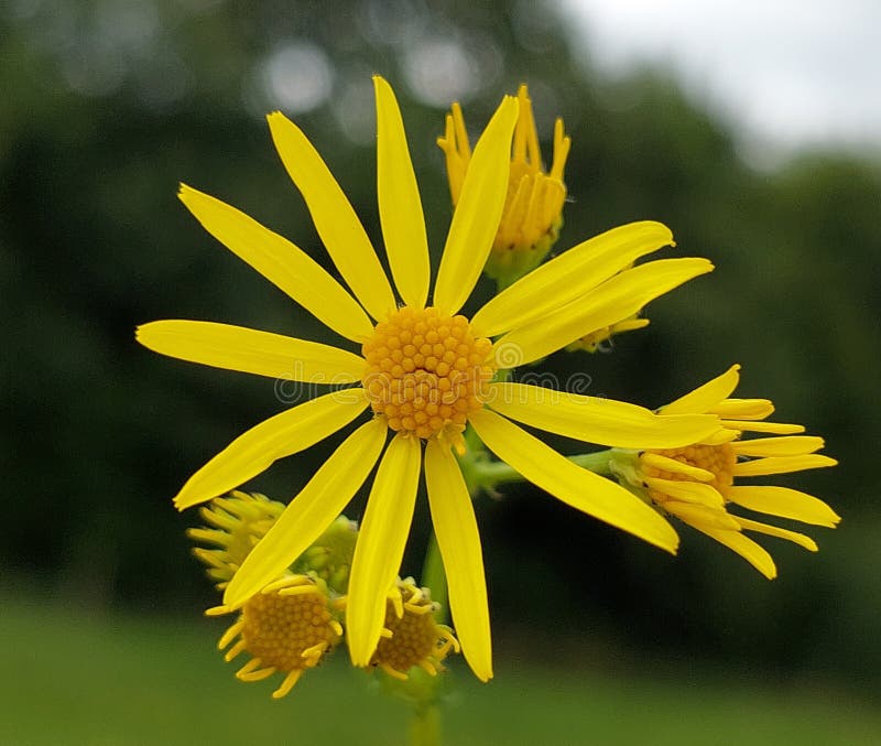 Senecio jacobaea stock photo. Image of vulgaris, kettledock - 256928076