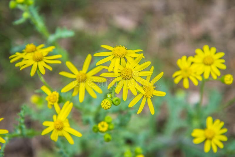 Oxford Ragwort Senecio Squalidus Stock Photos - Free & Royalty-Free ...